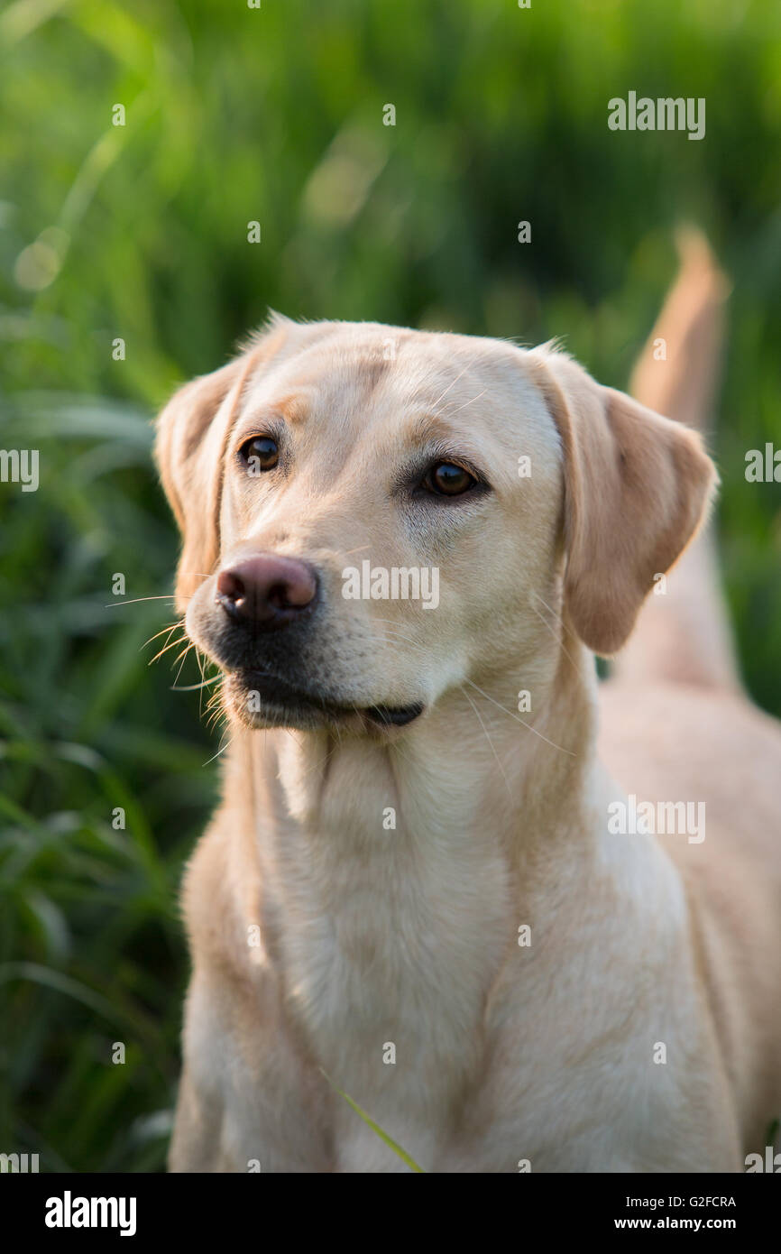 A golden Labrador gun dog in training Stock Photo - Alamy