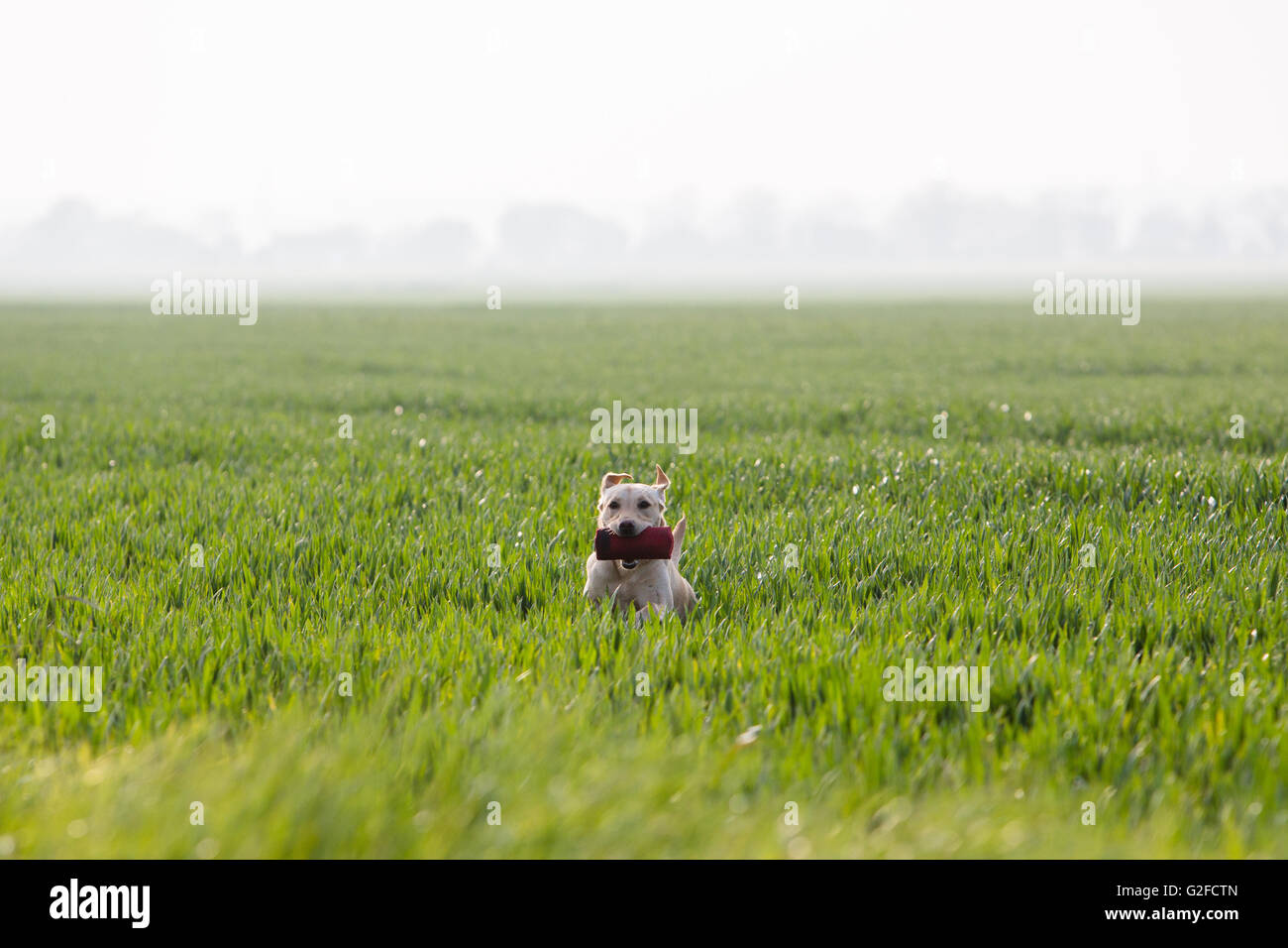 A golden Labrador gun dog in training Stock Photo - Alamy