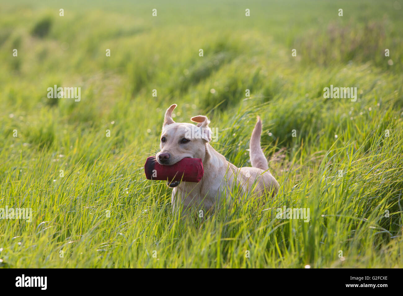 A golden Labrador gun dog in training Stock Photo - Alamy