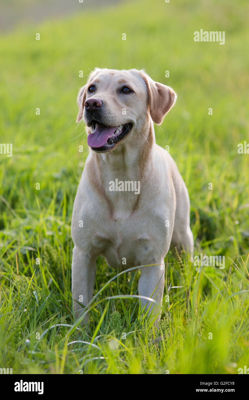A golden Labrador gun dog in training Stock Photo - Alamy