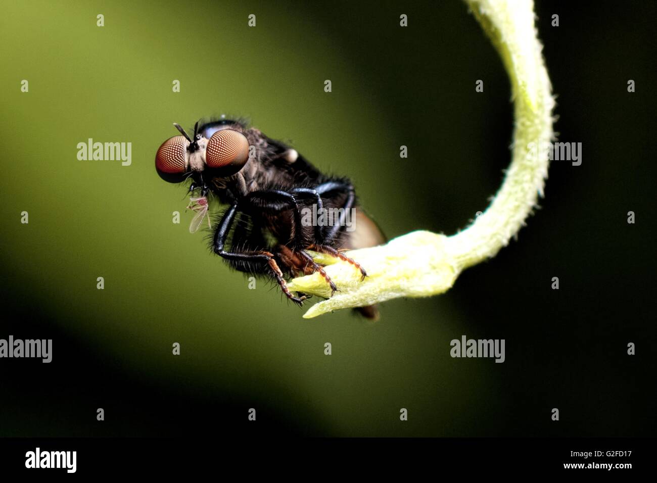 Robber fly up close hi-res stock photography and images - Alamy