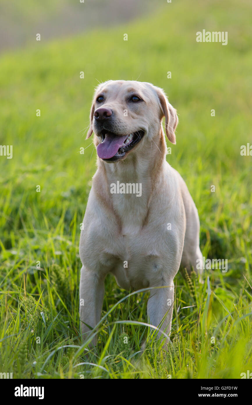 A golden Labrador gun dog in training Stock Photo - Alamy