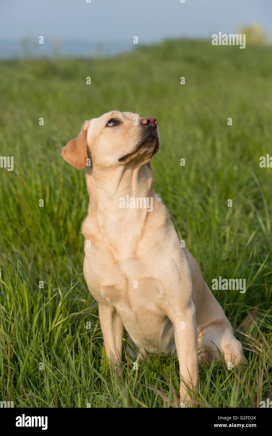 A golden Labrador gun dog in training Stock Photo - Alamy