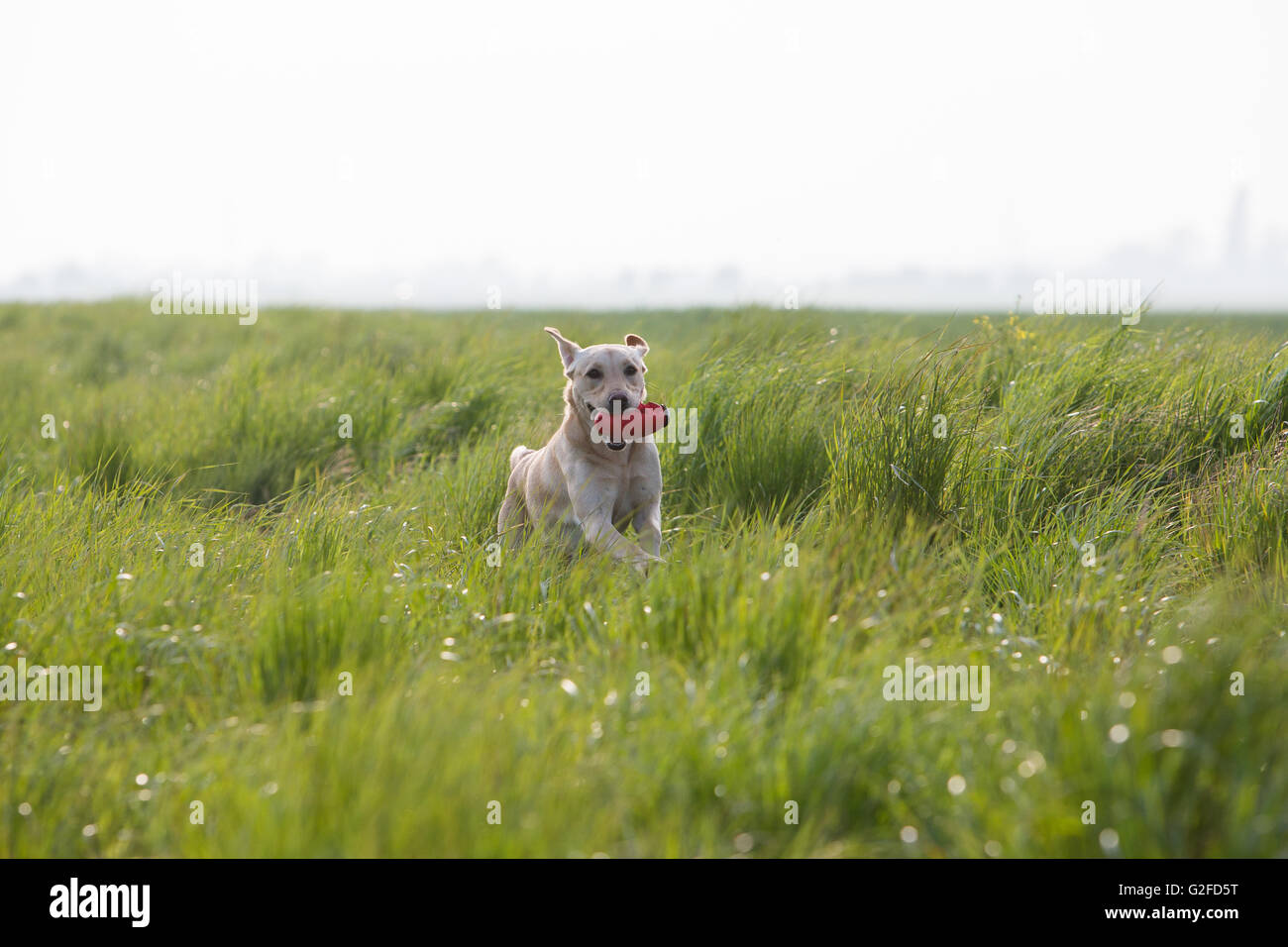 A golden Labrador gun dog in training Stock Photo - Alamy