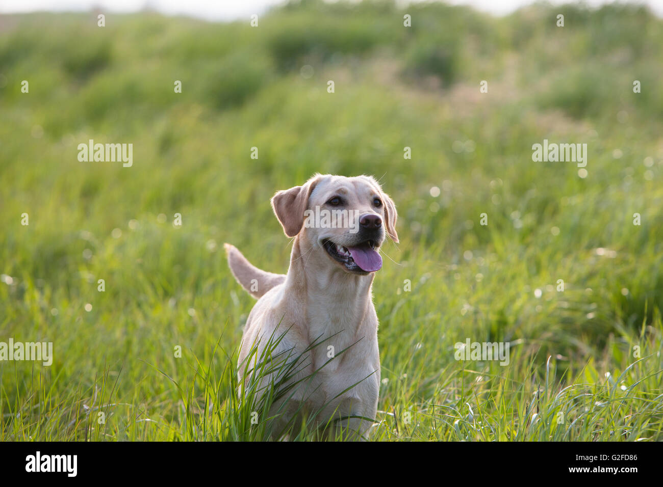 A golden Labrador gun dog in training Stock Photo - Alamy