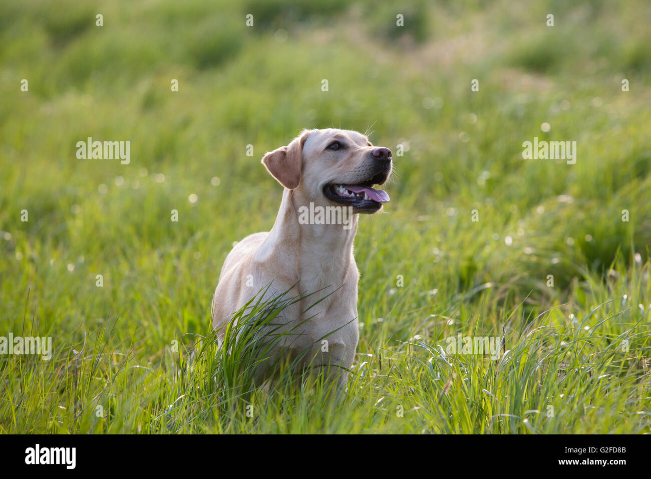 A golden Labrador gun dog in training Stock Photo - Alamy