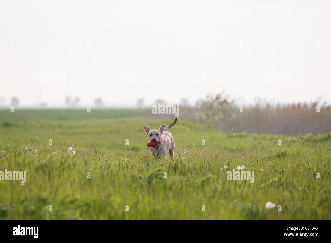 A golden Labrador gun dog in training Stock Photo - Alamy