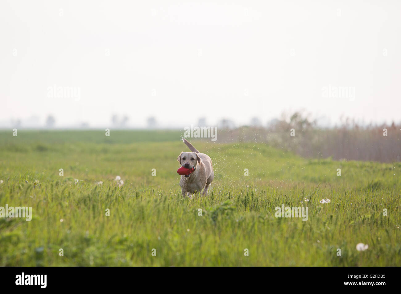A golden Labrador gun dog in training Stock Photo - Alamy