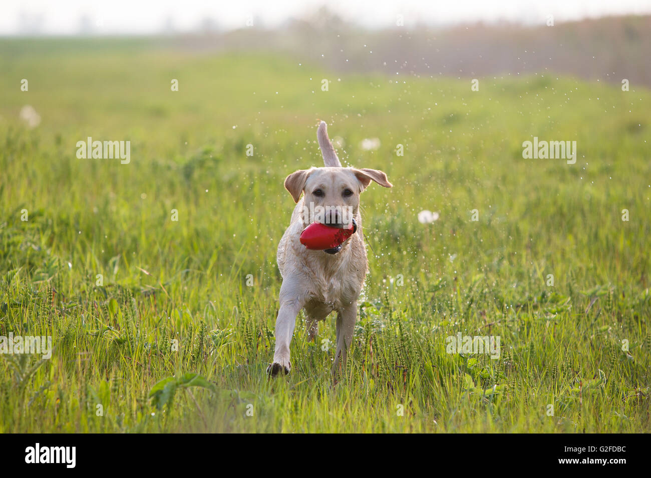 A golden Labrador gun dog in training Stock Photo - Alamy
