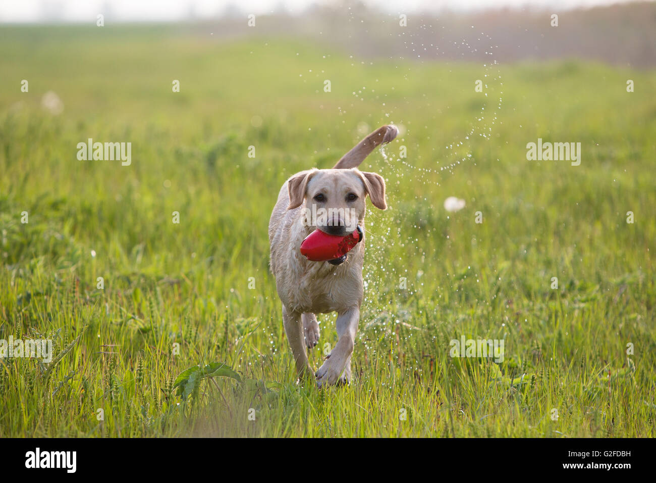 A golden Labrador gun dog in training Stock Photo - Alamy