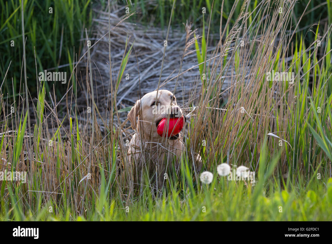 A golden Labrador gun dog in training Stock Photo - Alamy