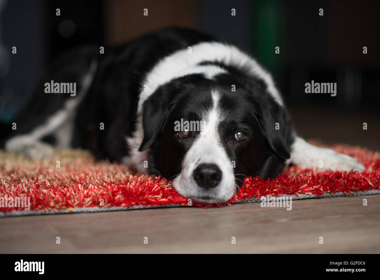 Dog having a kip Stock Photo - Alamy