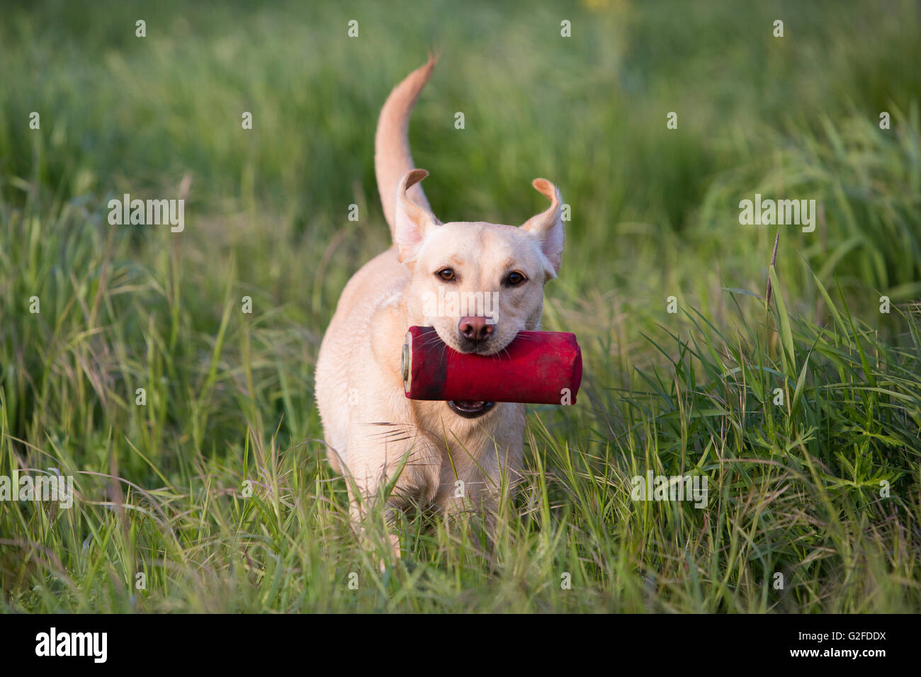 A golden Labrador gun dog in training Stock Photo - Alamy