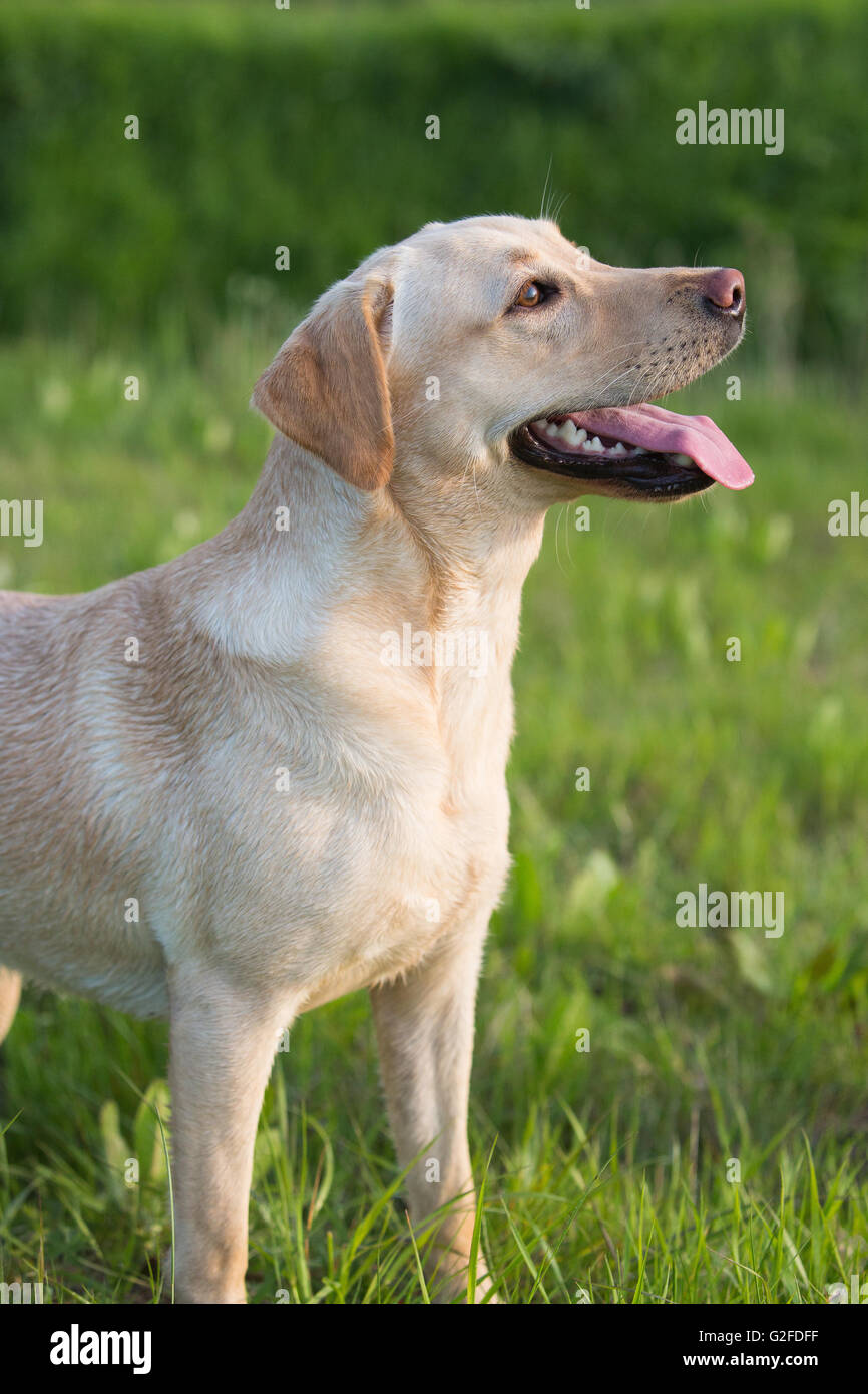 A golden Labrador gun dog in training Stock Photo - Alamy