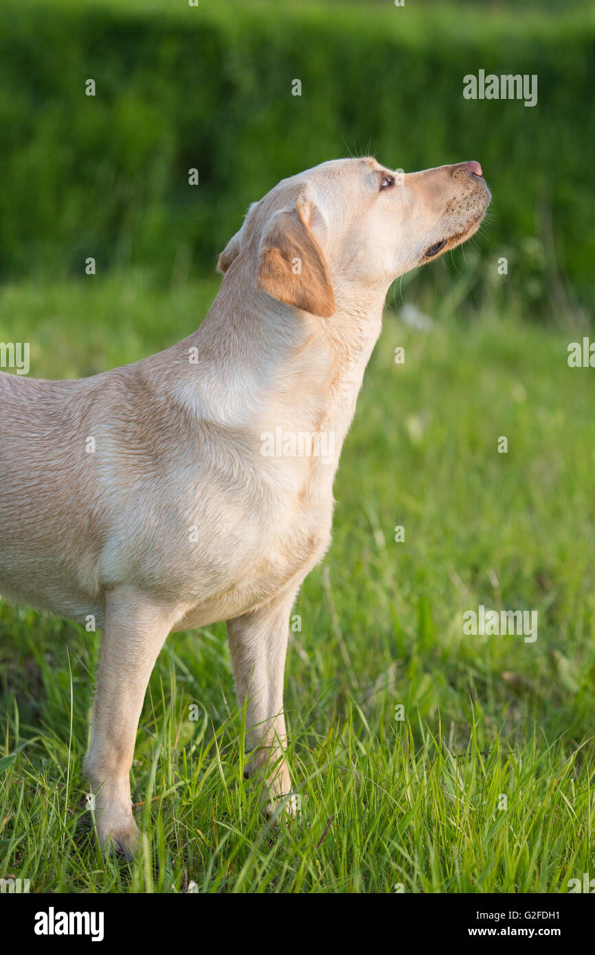 A golden Labrador gun dog in training Stock Photo - Alamy
