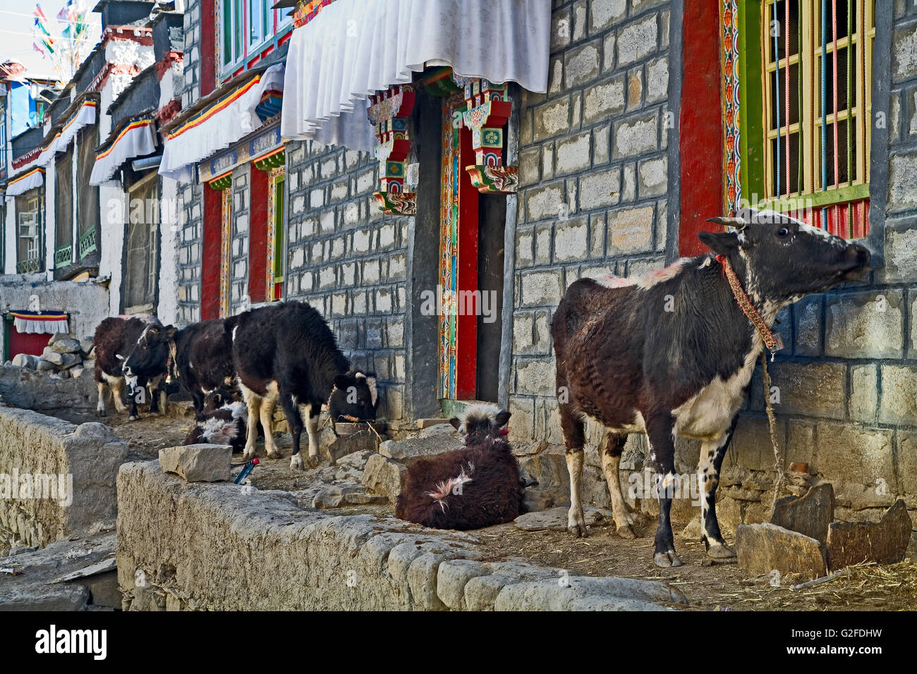 Cows outside the house. Tibet. China Stock Photo - Alamy
