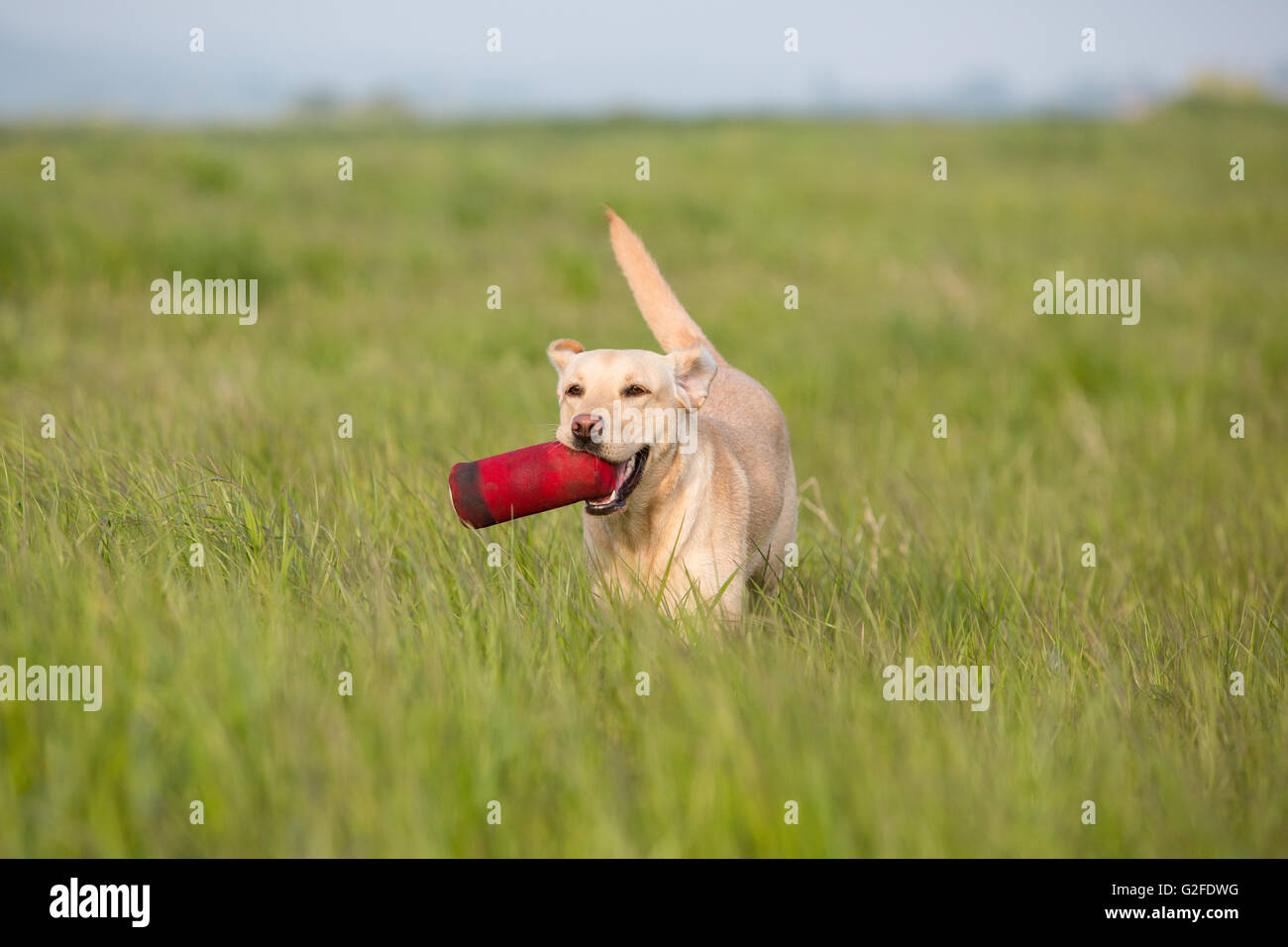 A golden Labrador gun dog in training Stock Photo - Alamy