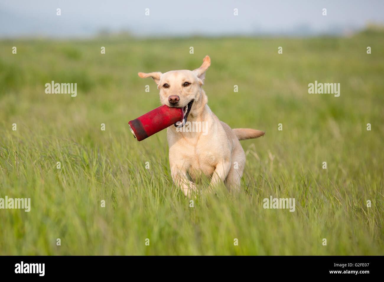 A golden Labrador gun dog in training Stock Photo - Alamy