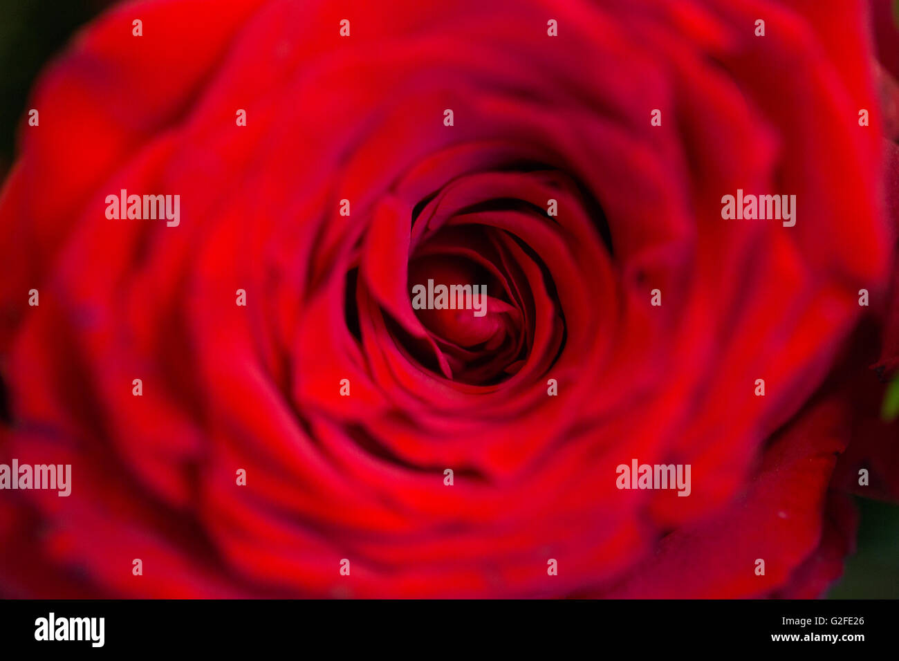 Beautiful red rose flower hi-res stock photography and images - Alamy