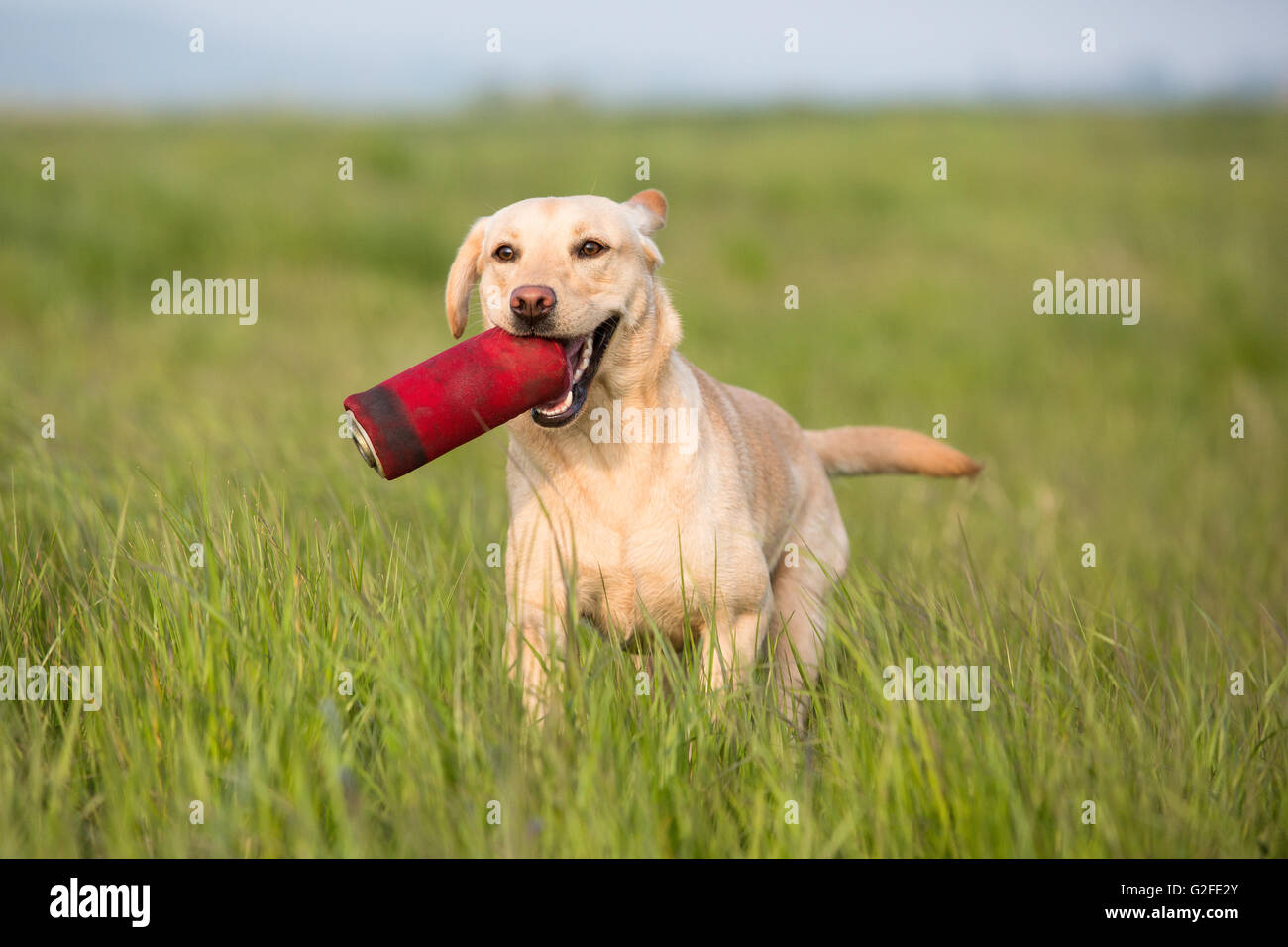 A golden Labrador gun dog in training Stock Photo - Alamy
