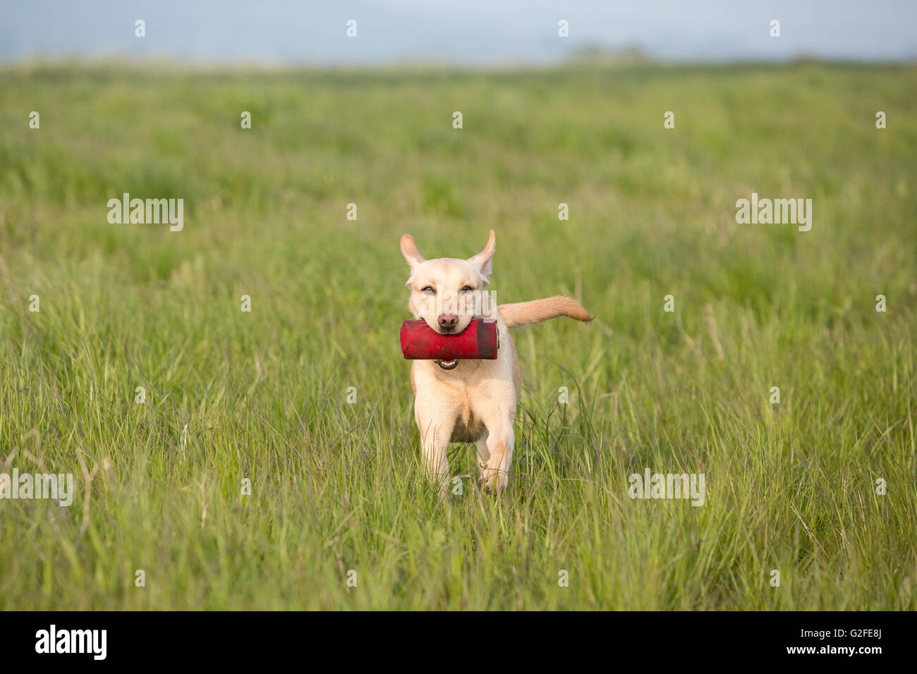 A golden Labrador gun dog in training Stock Photo - Alamy