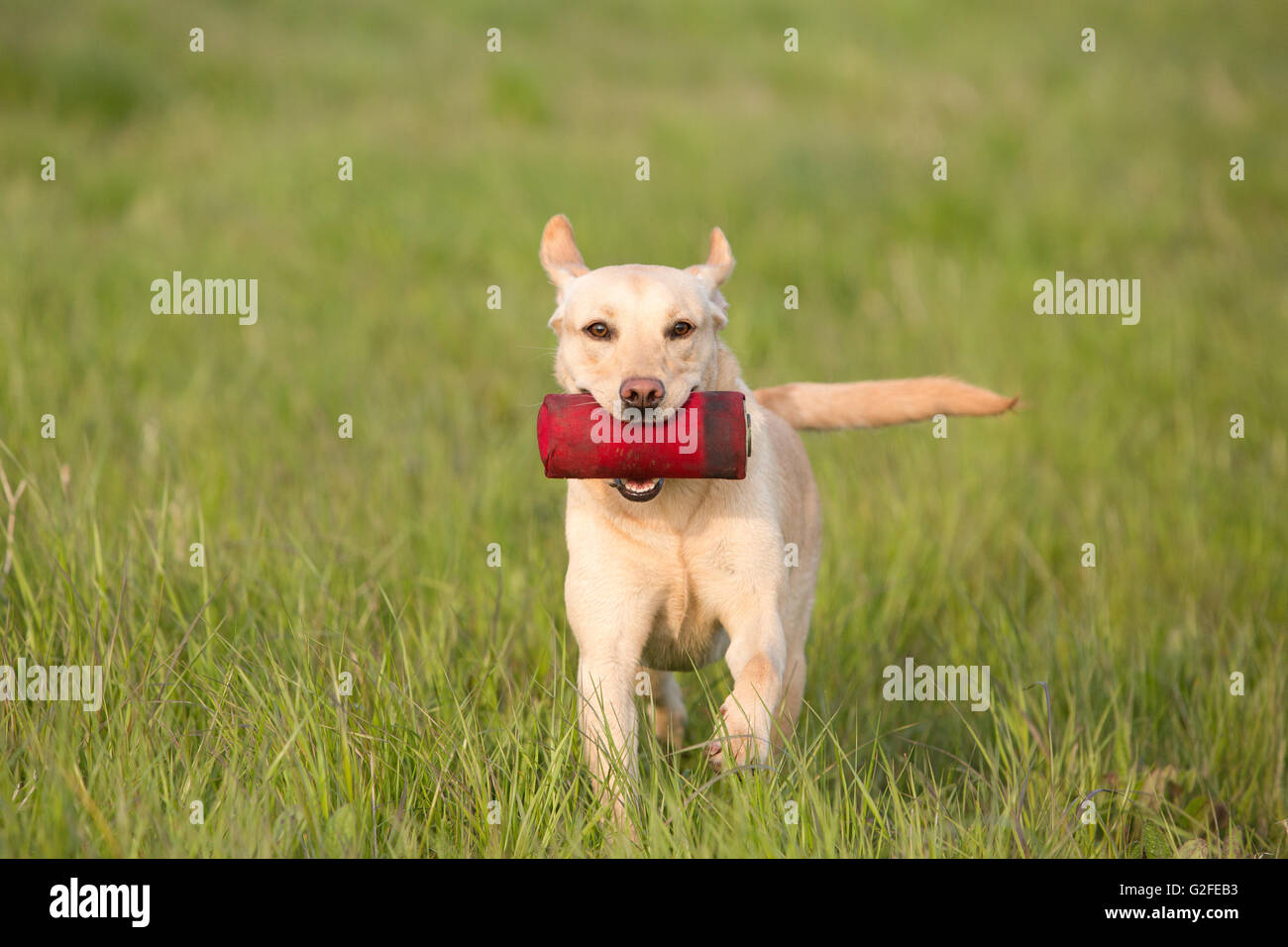 A golden Labrador gun dog in training Stock Photo - Alamy