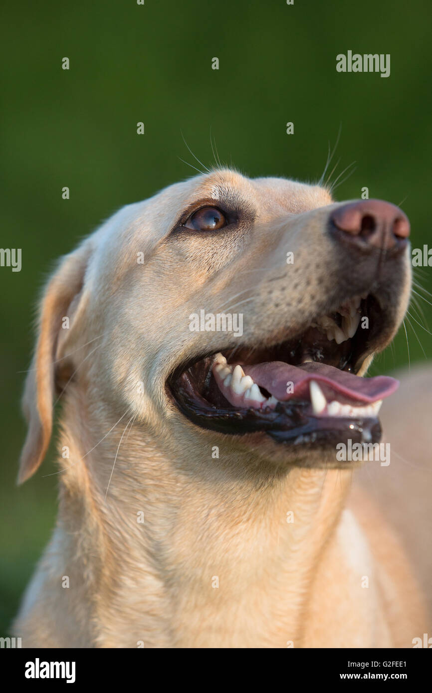A golden Labrador gun dog in training Stock Photo - Alamy