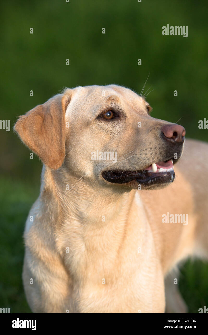 A golden Labrador gun dog in training Stock Photo - Alamy
