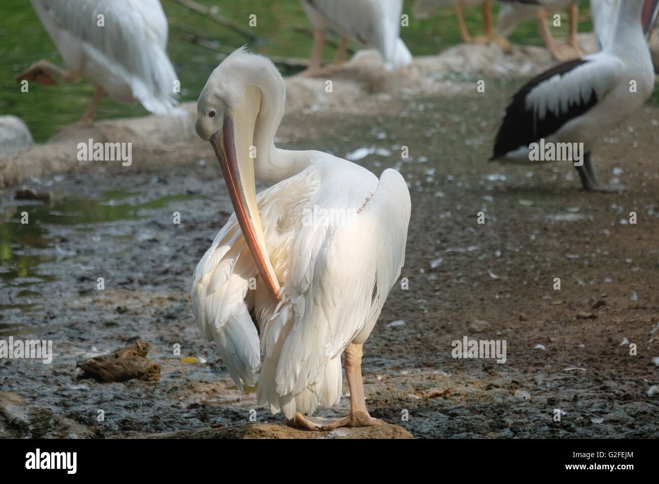 Back pelicans hi-res stock photography and images - Alamy