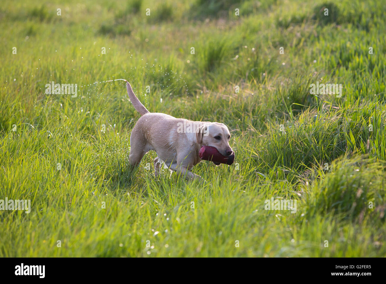 A golden Labrador gun dog in training Stock Photo - Alamy