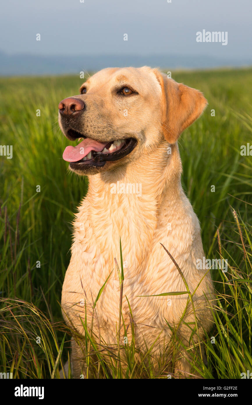 A golden Labrador gun dog in training Stock Photo - Alamy