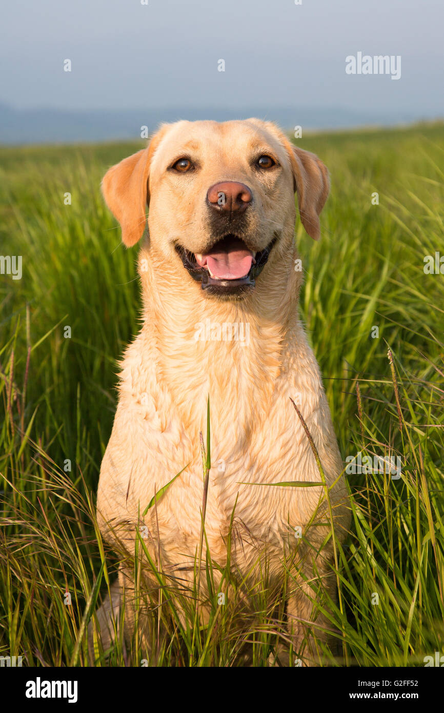 A golden Labrador gun dog in training Stock Photo - Alamy