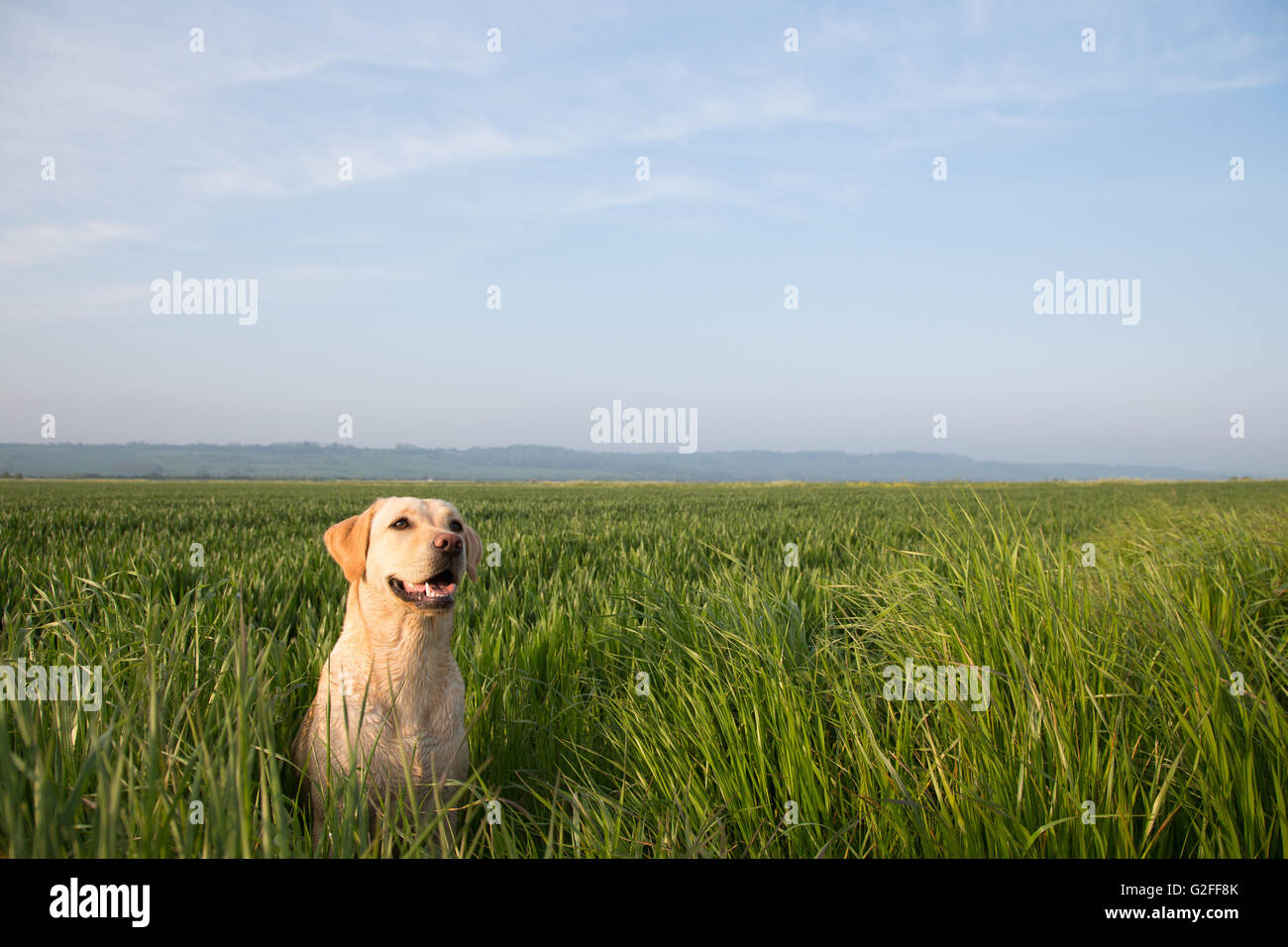 A golden Labrador gun dog in training Stock Photo - Alamy