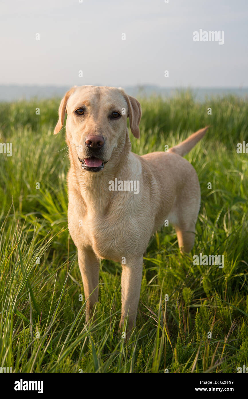 A golden Labrador gun dog in training Stock Photo - Alamy