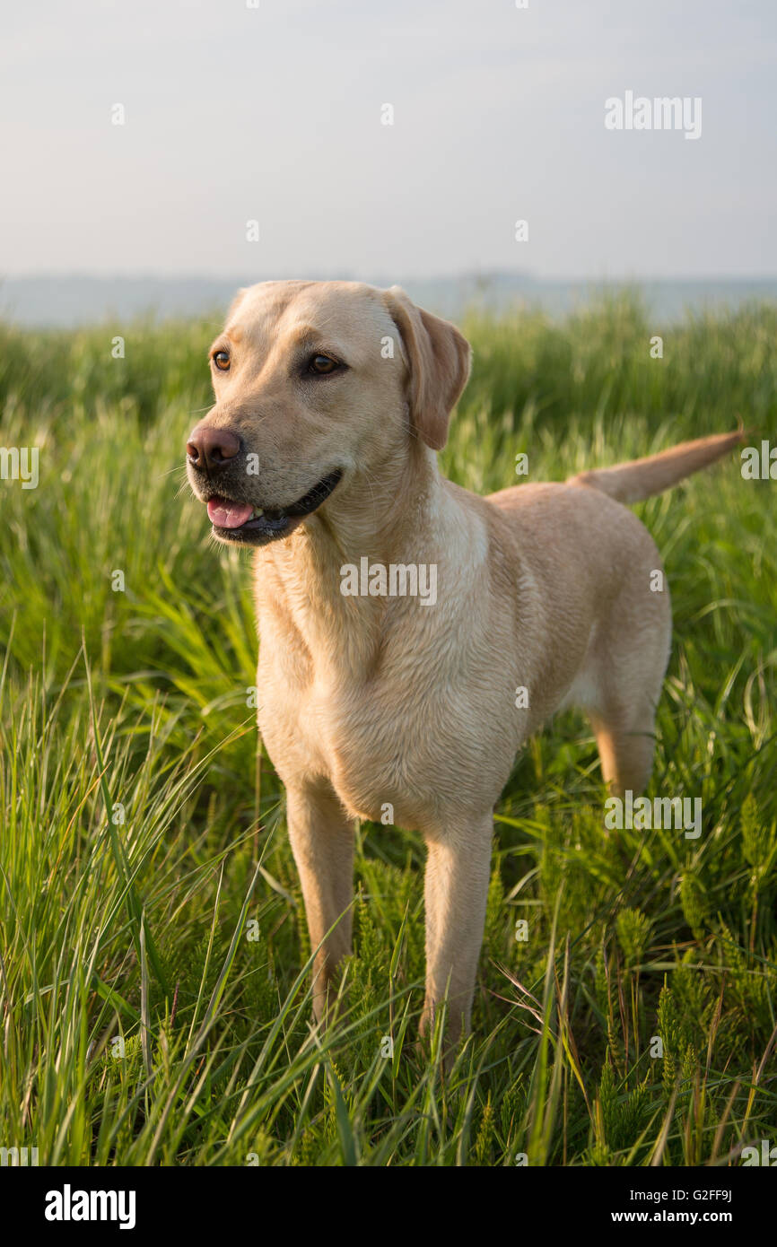 A golden Labrador gun dog in training Stock Photo - Alamy