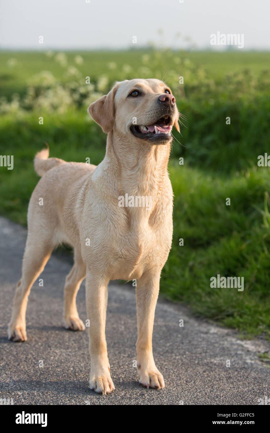 A golden Labrador gun dog in training Stock Photo - Alamy