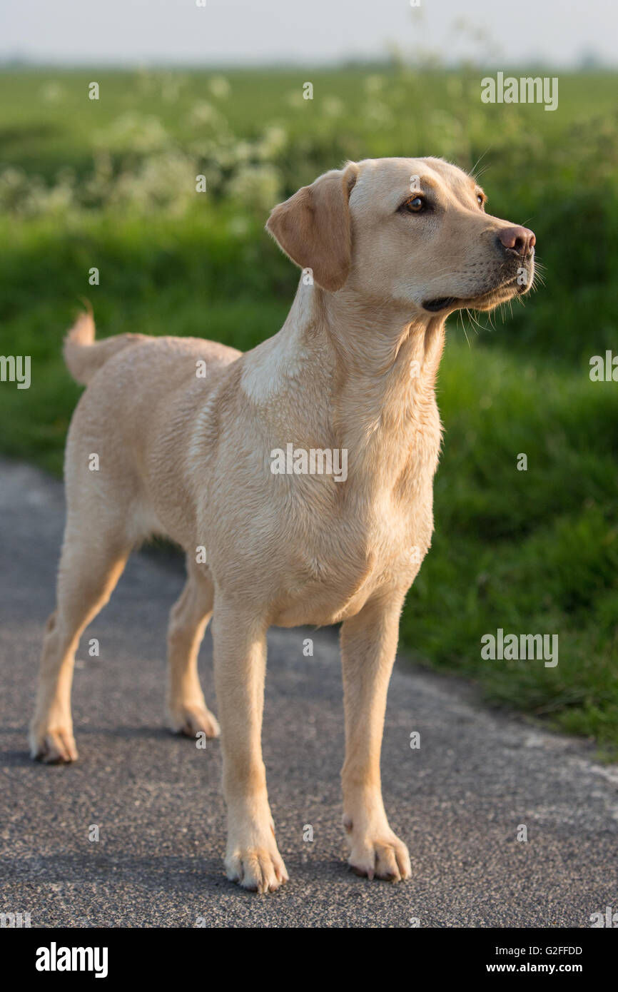 A golden Labrador gun dog in training Stock Photo - Alamy