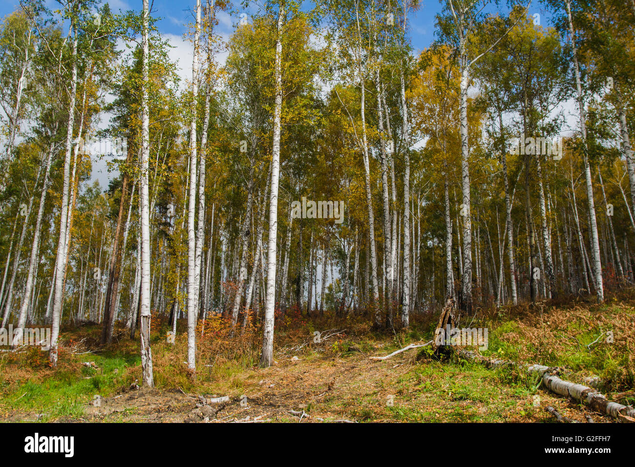 Ural forest hi-res stock photography and images - Alamy