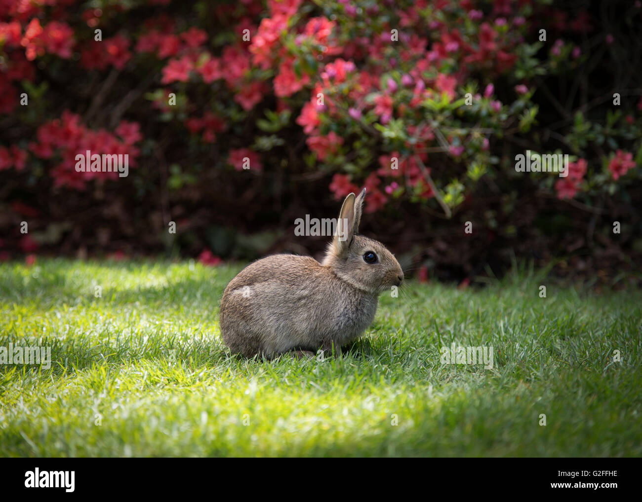 Rabbit on grass Stock Photo - Alamy