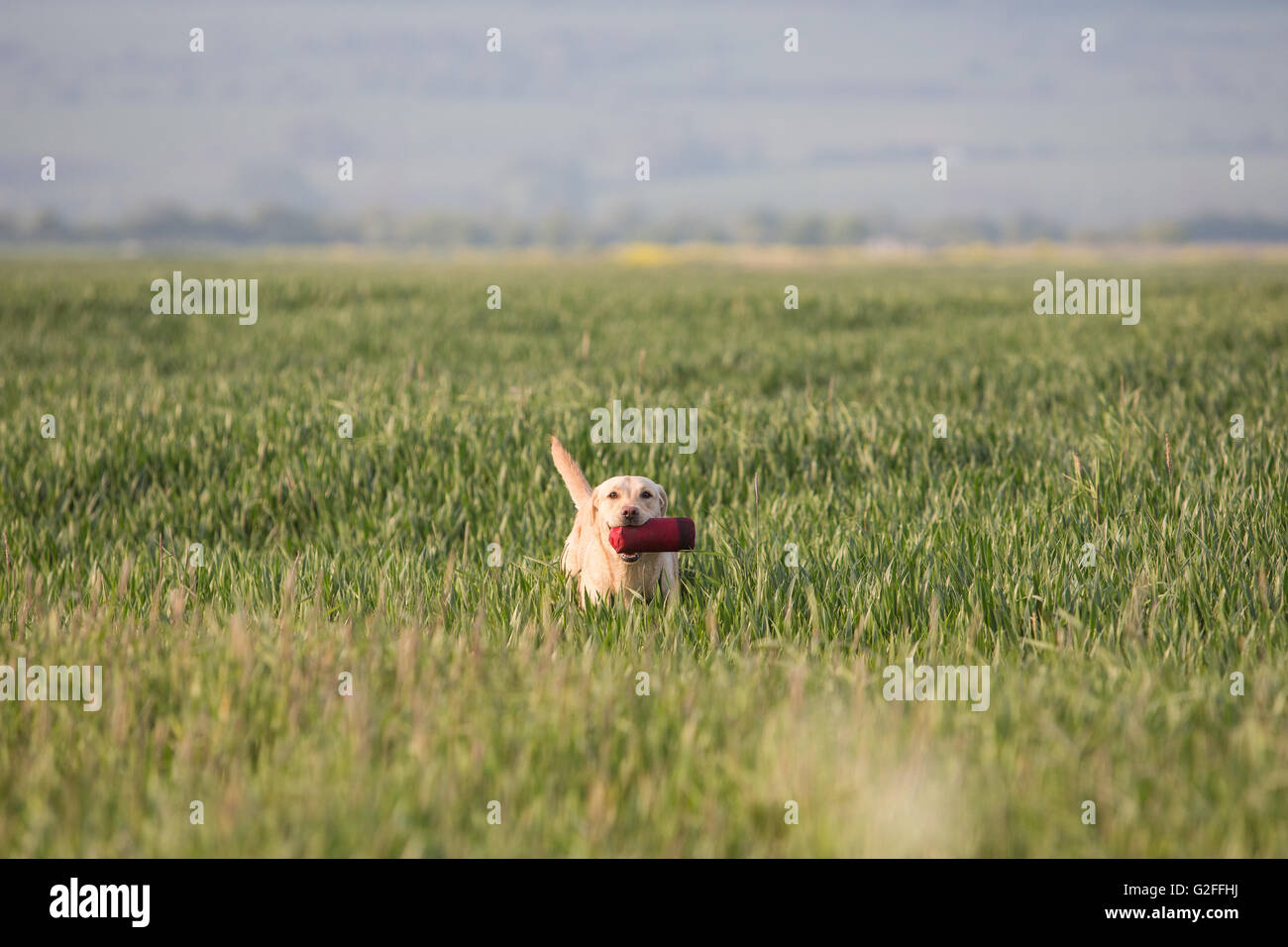 A golden Labrador gun dog in training Stock Photo - Alamy