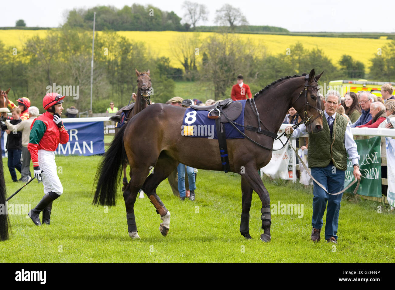 A Thoroughbred horse Equus ferus caballus in the collecting ring being ...