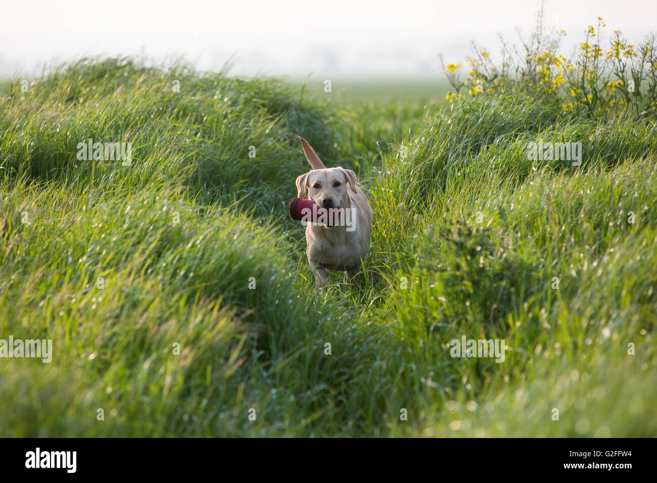 A golden Labrador gun dog in training Stock Photo - Alamy