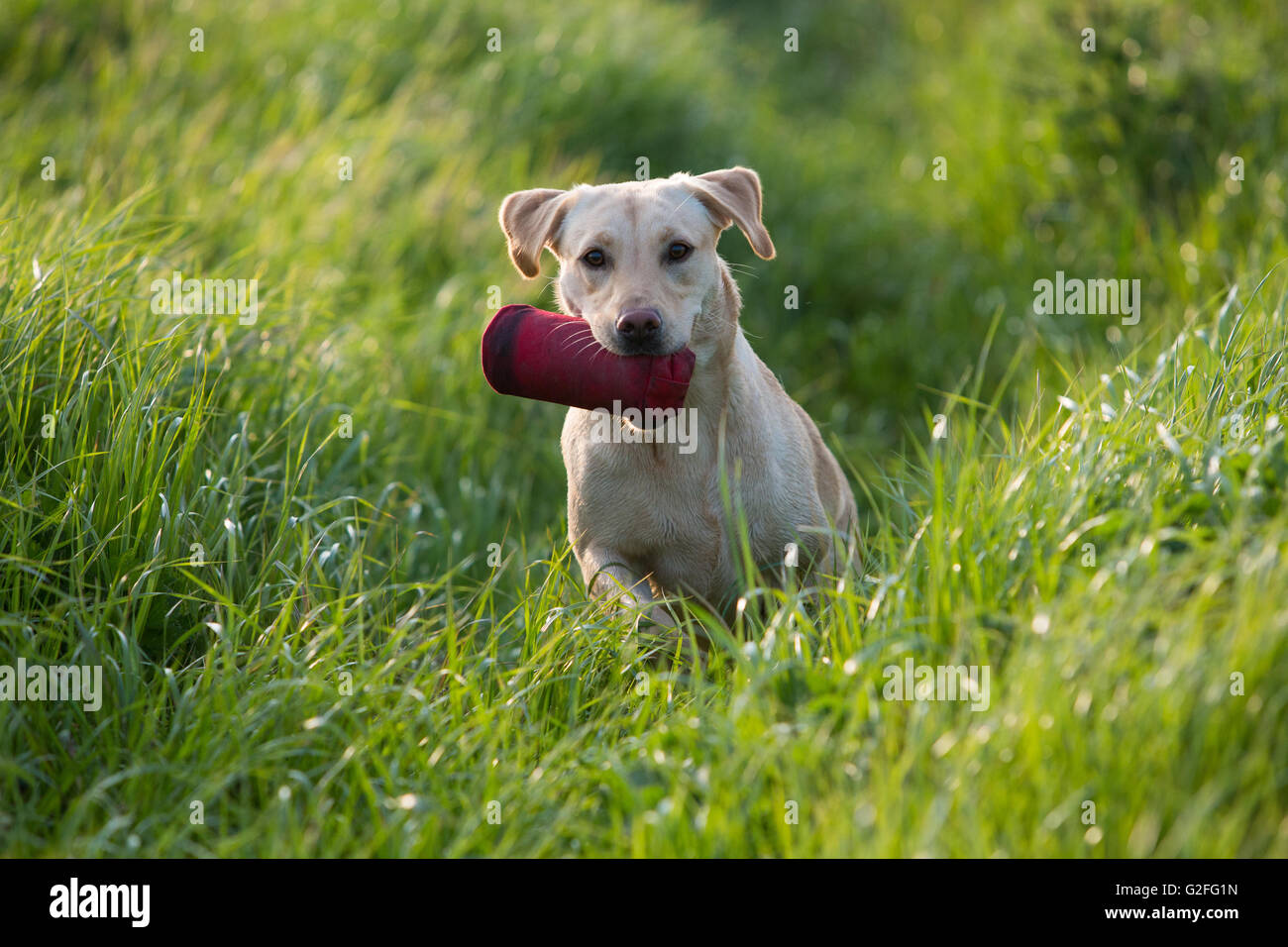 A golden Labrador gun dog in training Stock Photo - Alamy