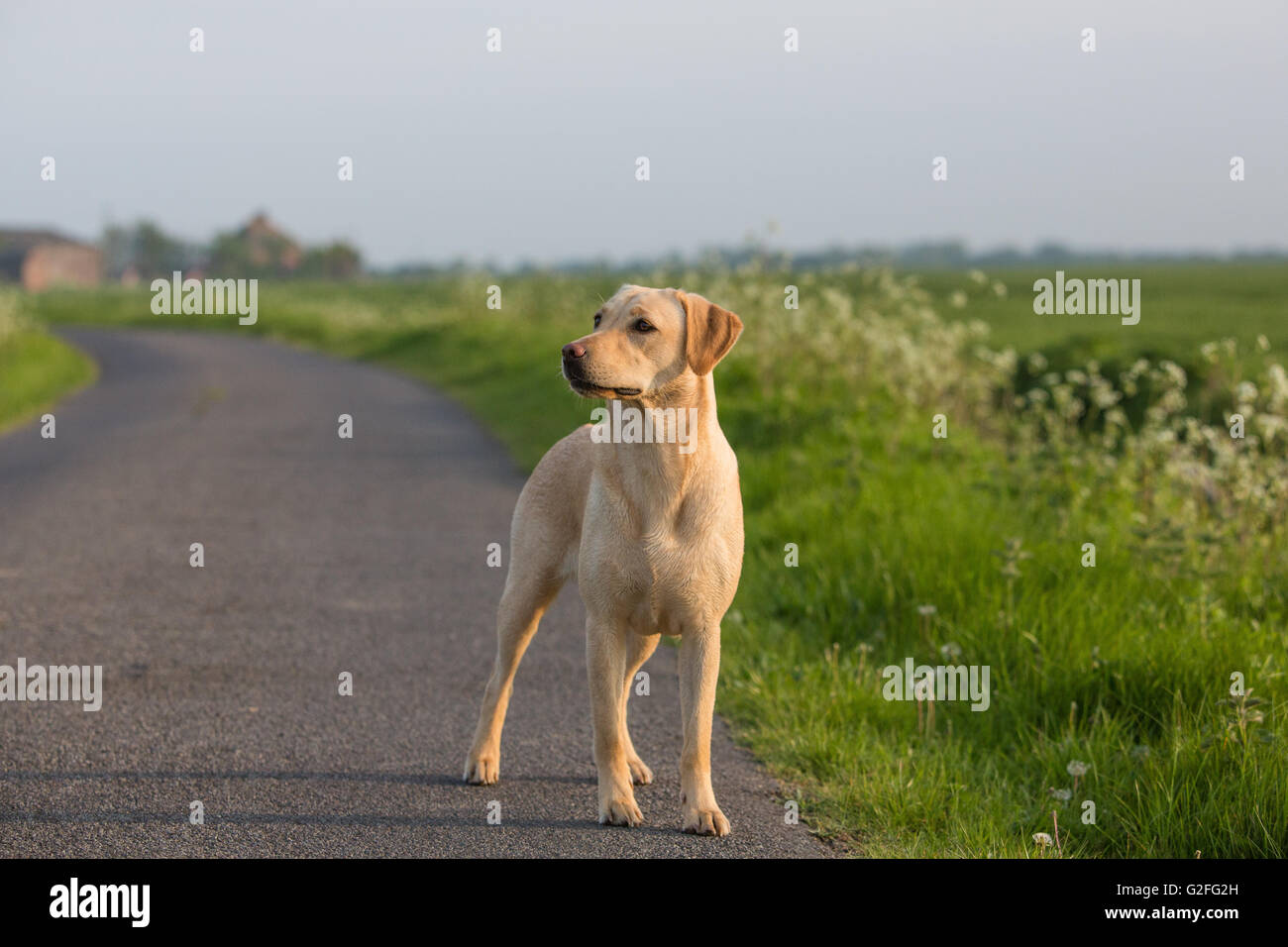 A golden Labrador gun dog in training Stock Photo - Alamy