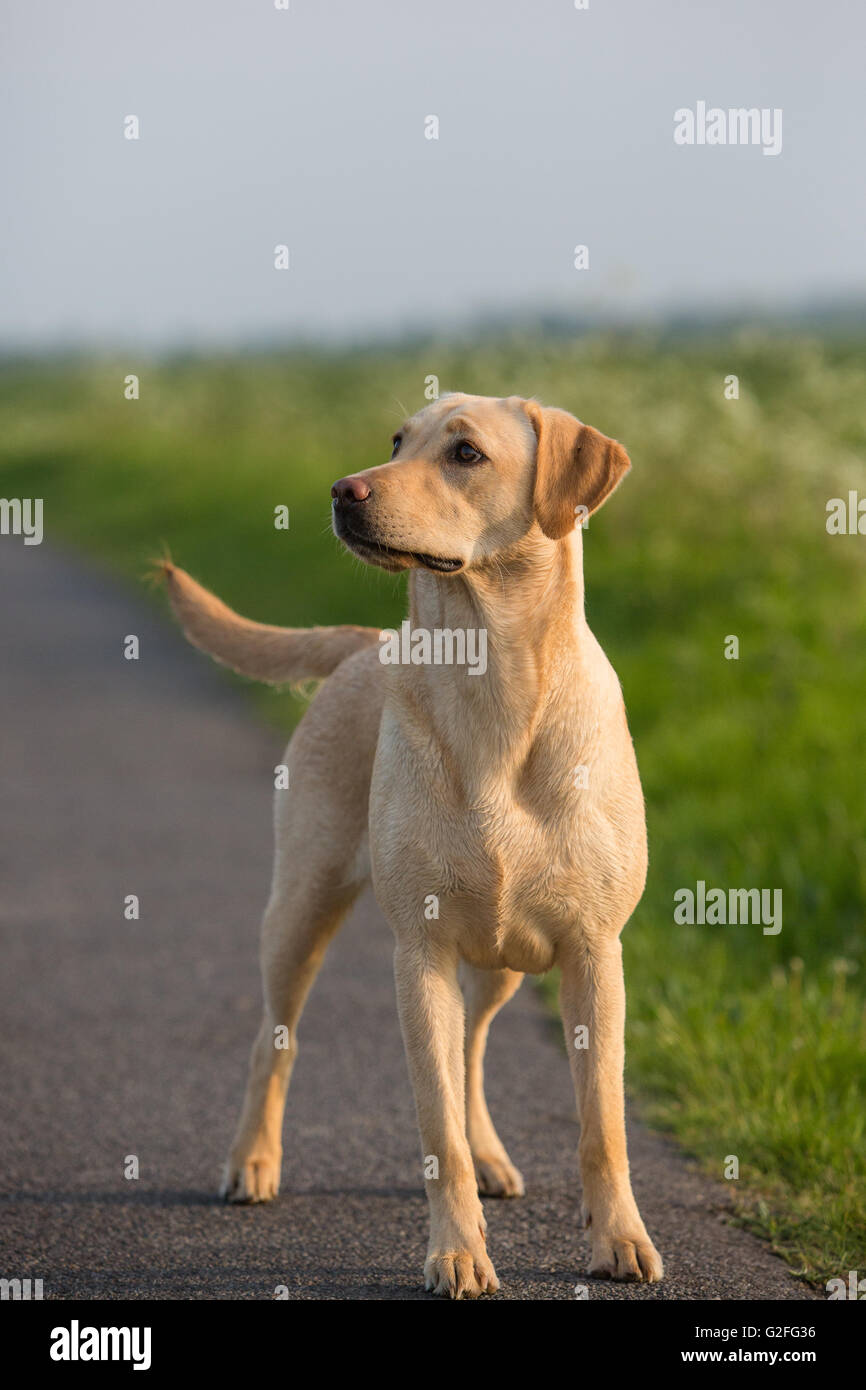 A golden Labrador gun dog in training Stock Photo - Alamy