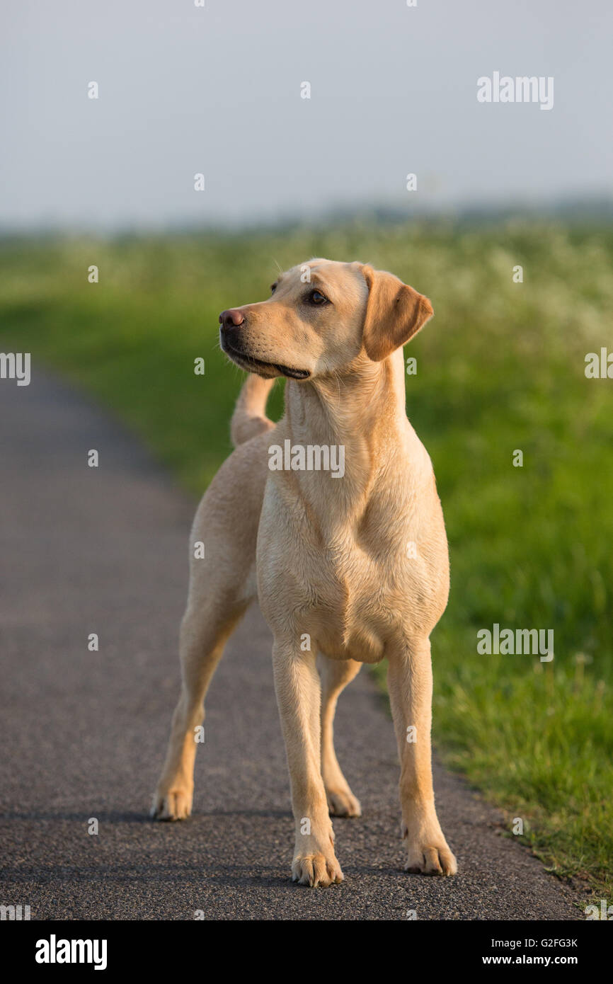 A golden Labrador gun dog in training Stock Photo - Alamy