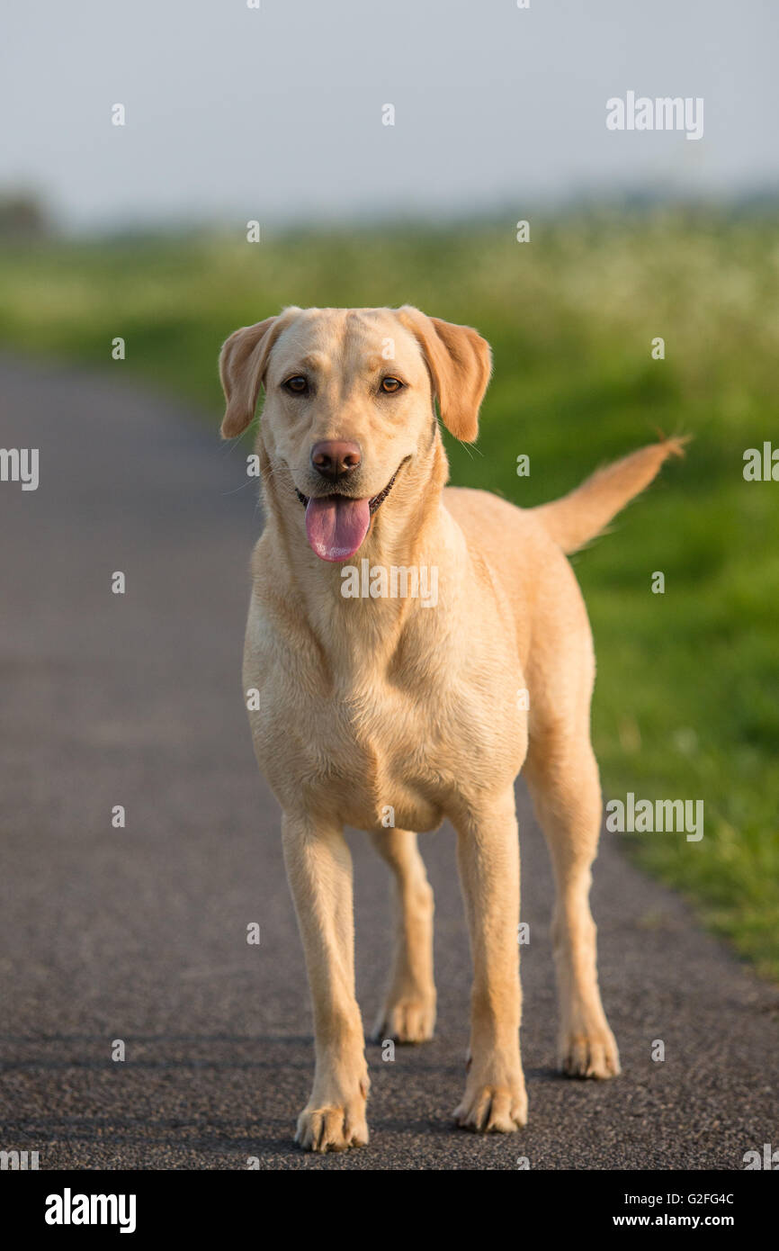 A golden Labrador gun dog in training Stock Photo - Alamy