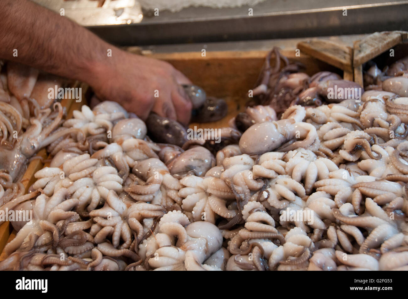 Fresh little baby octopus seafood for sale at fish and fruit street ...