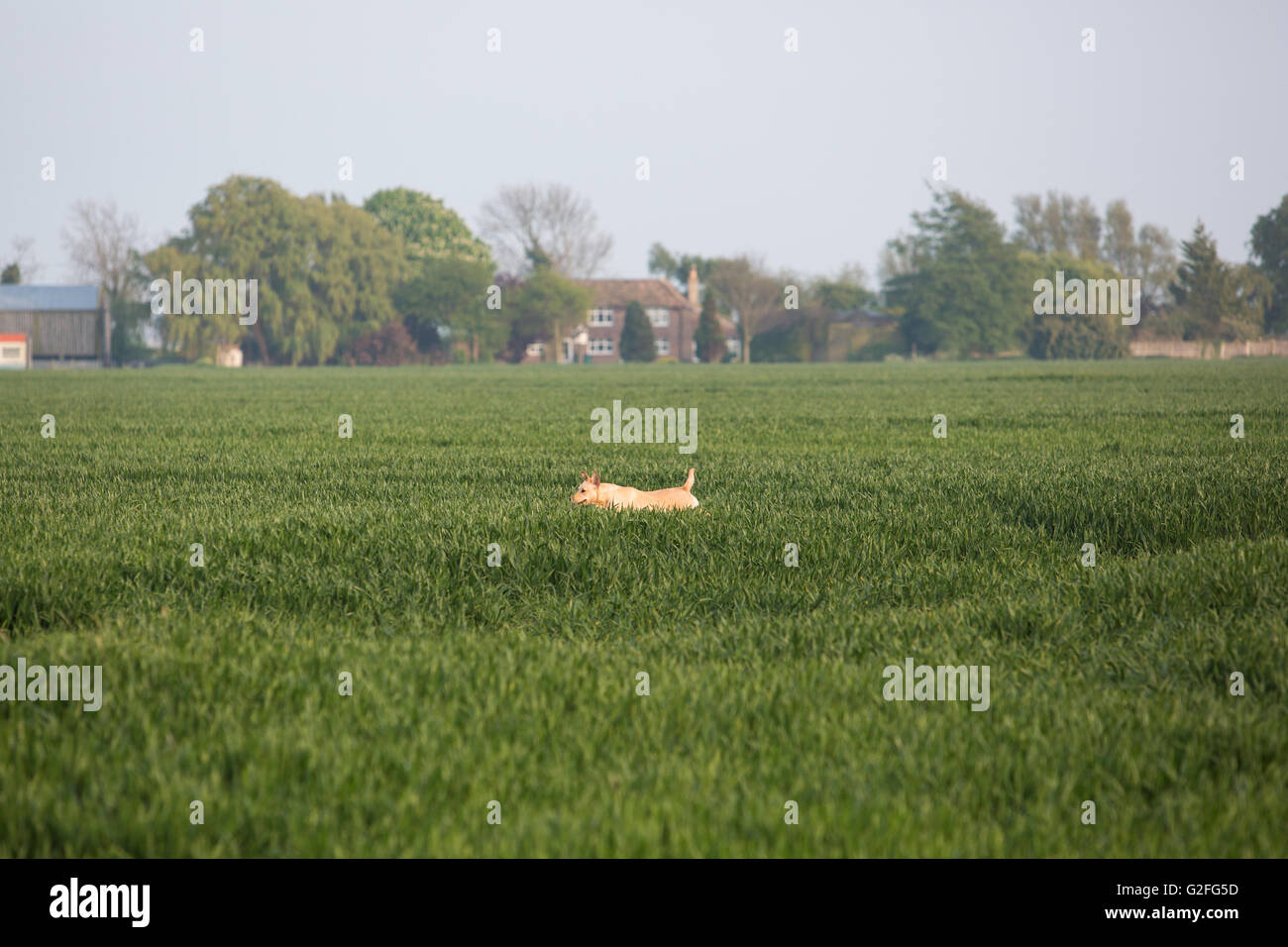 A golden Labrador gun dog in training Stock Photo - Alamy