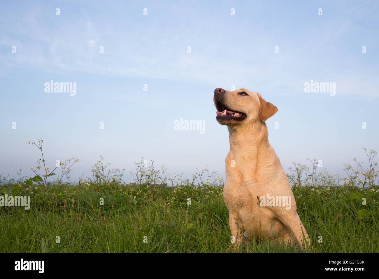 A golden Labrador gun dog in training Stock Photo - Alamy
